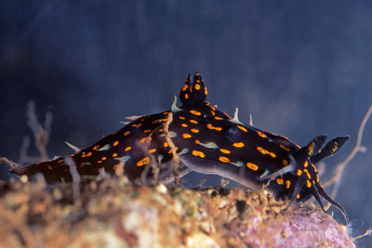 Polycera alabe (Nudibranchs and Other Sea Slugs of California ...