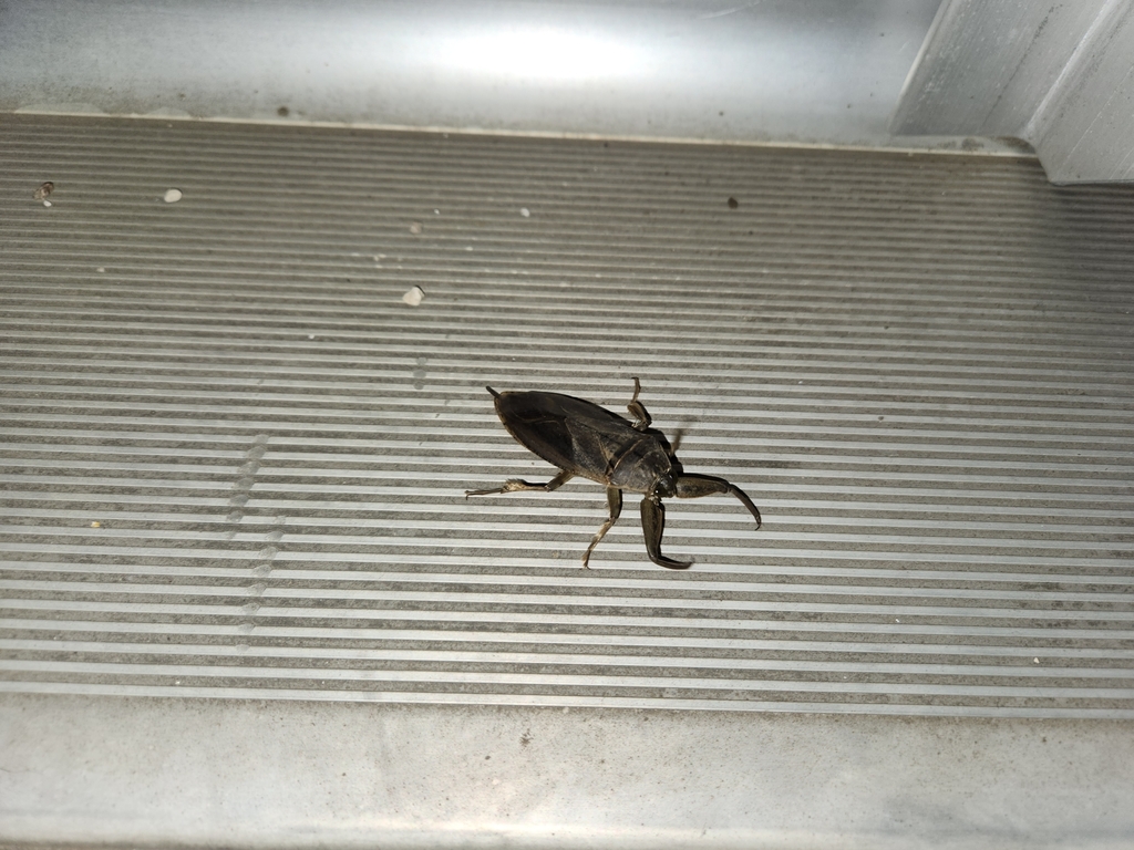 American Giant Water Bug from Ada, MN 56510, USA on September 29, 2023 ...