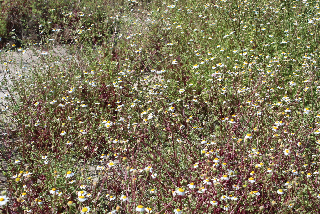 Perityle crassifolia desde La Paz, B.C.S., México el 03 de marzo de ...