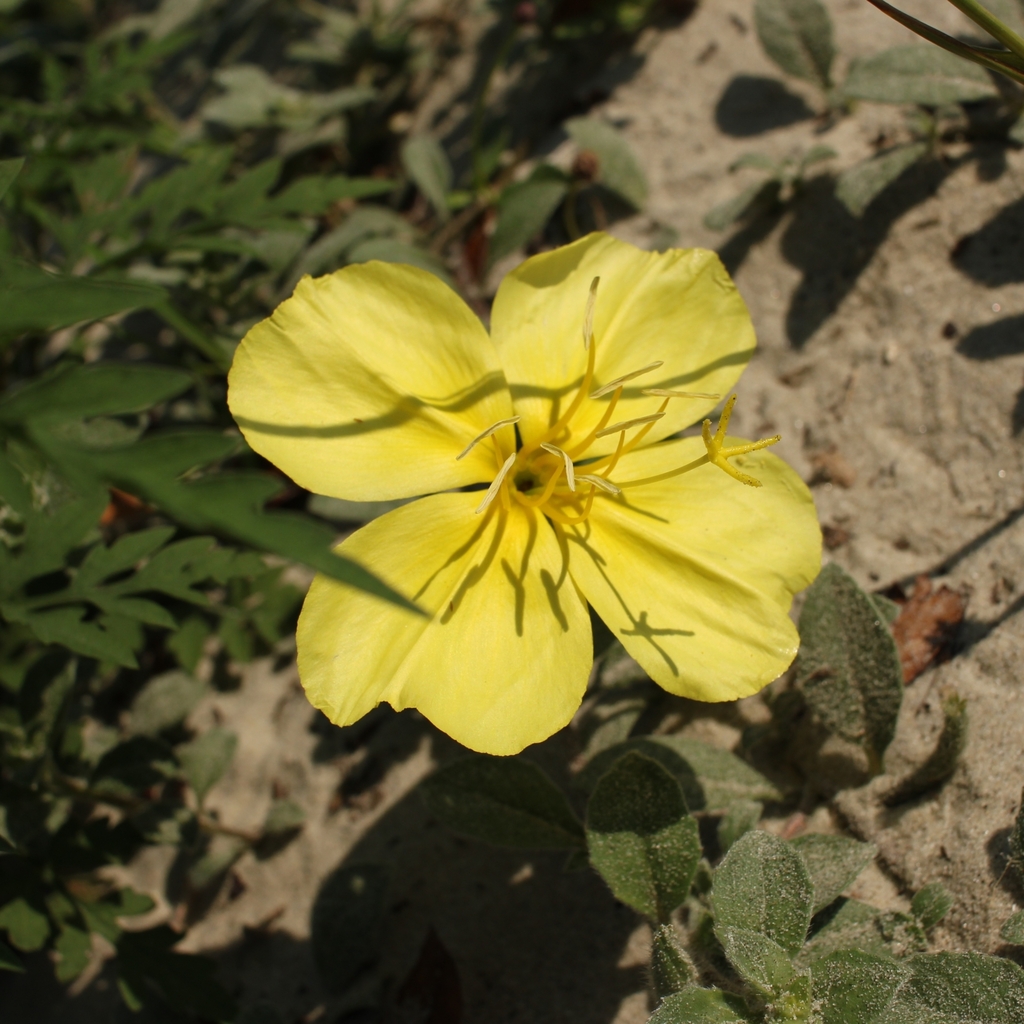 beach evening-primrose from Sullivan's Island, SC 29482, USA on August ...