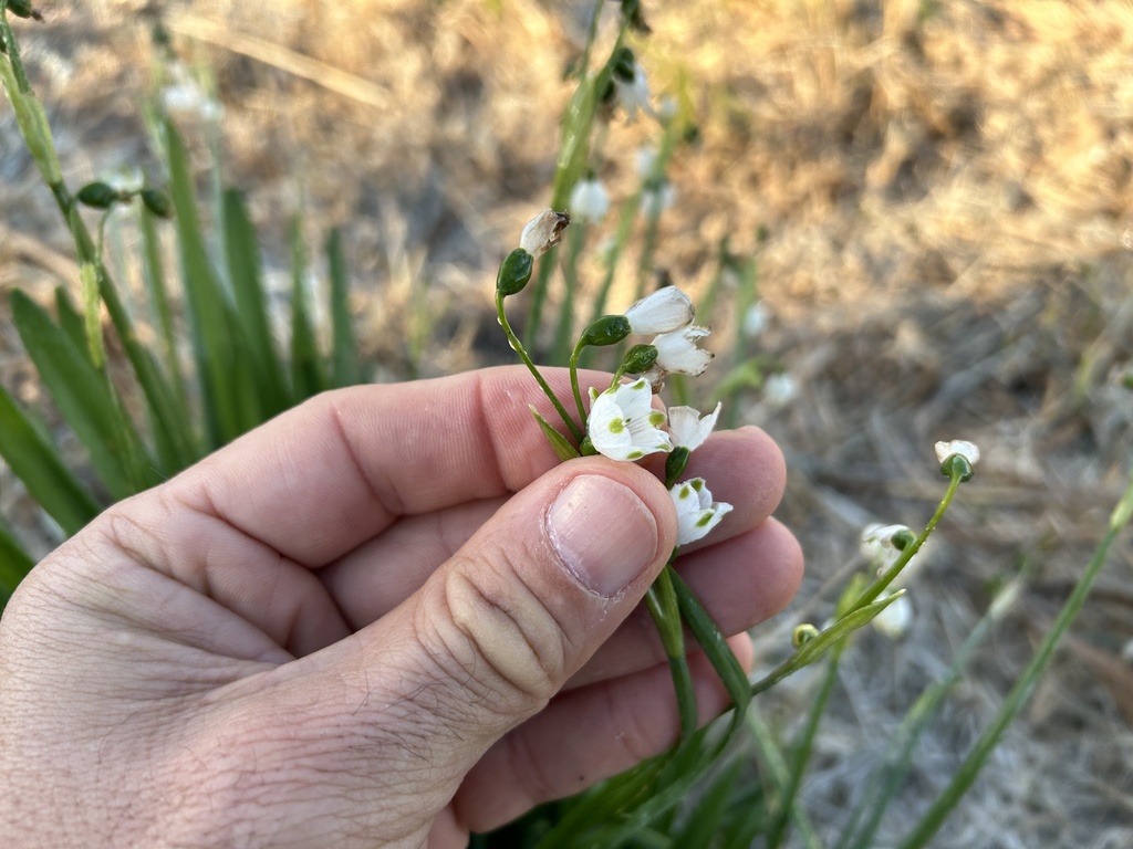 Summer snowflake from Onrus River, Onrus, 7201, South Africa on July 31 ...