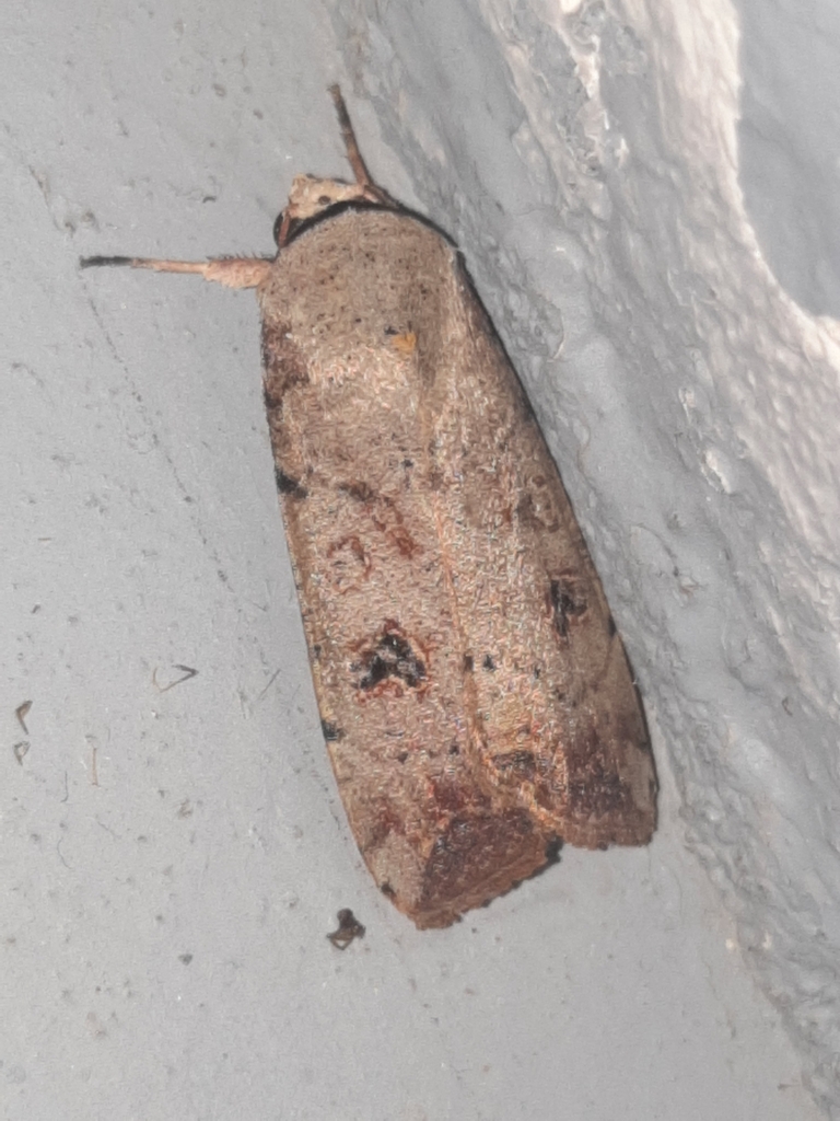 Green Cutworm Moth from Jonesborough, TN 37659, USA on July 27, 2024 at ...