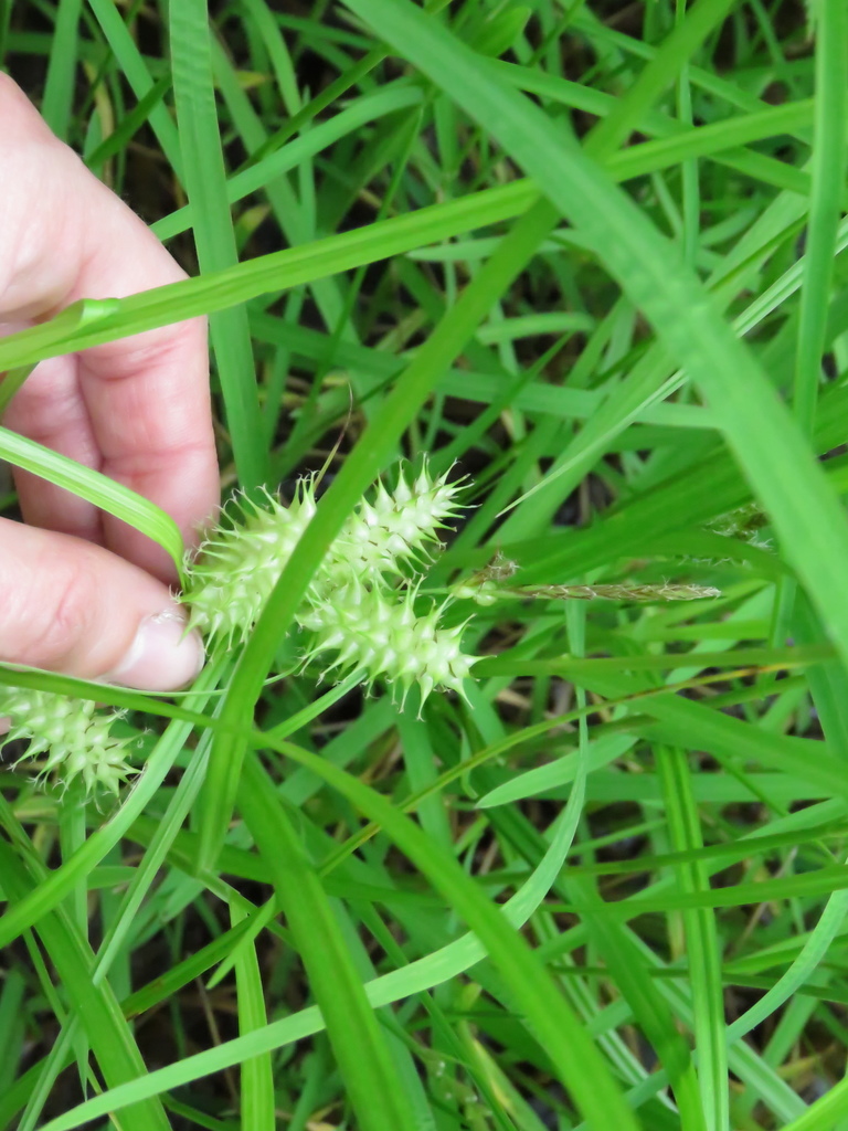retrorse sedge in June 2019 by Katie Kucera · iNaturalist