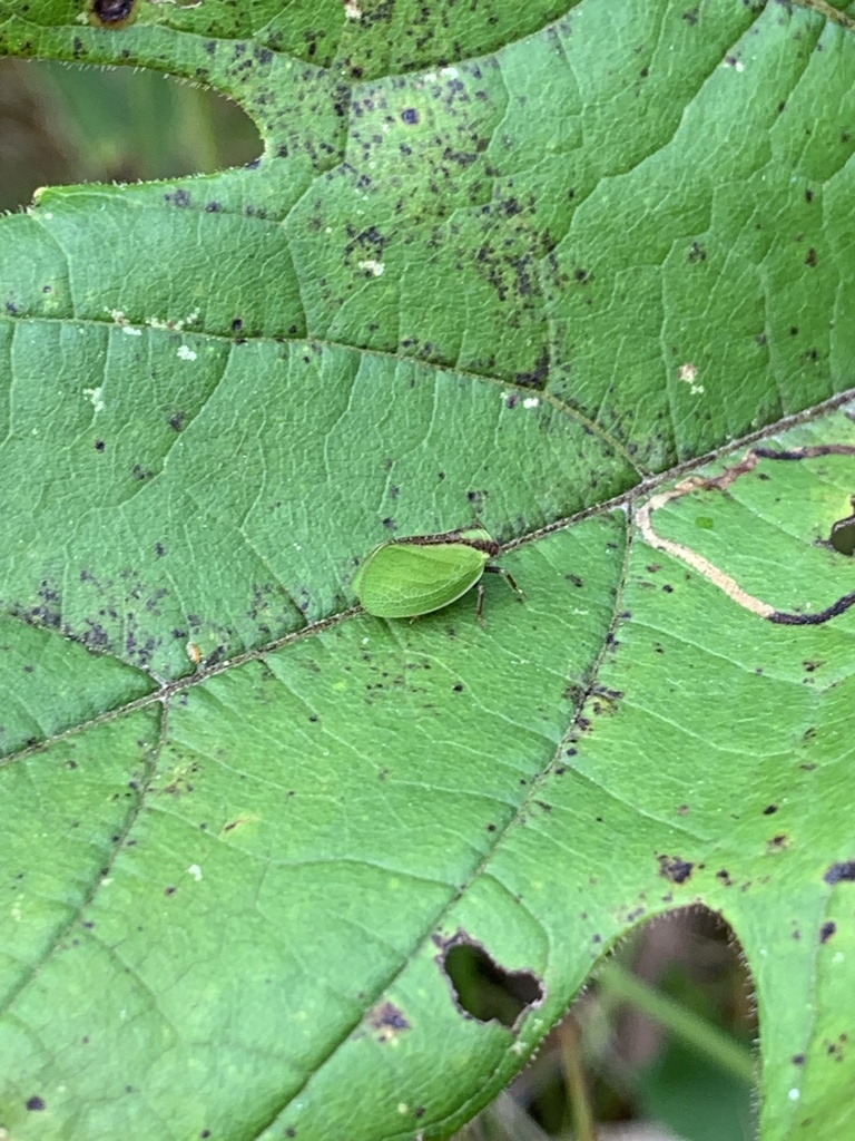 Two-striped Planthopper in August 2024 by Carl-Adam Wegenschimmel ...