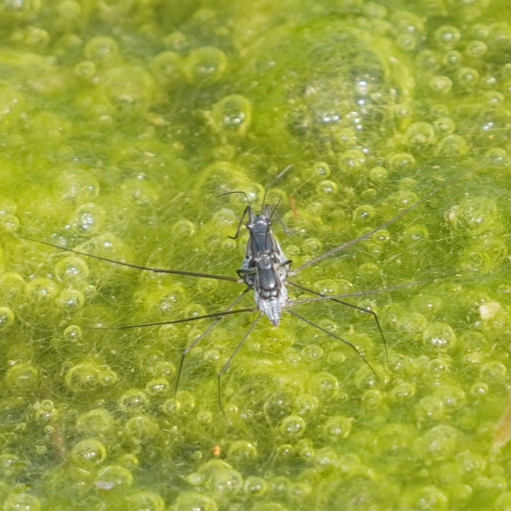 Neogerris hesione from Middlesex County, ON, Canada on August 1, 2024 ...
