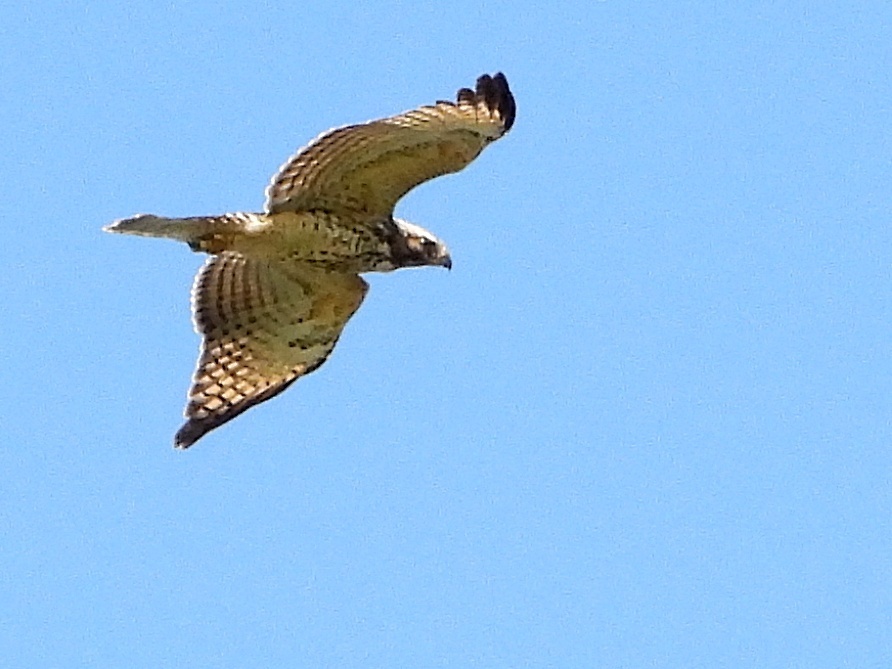 Red-shouldered Hawk from Eldridge / West Oaks, Houston, TX, USA on July ...