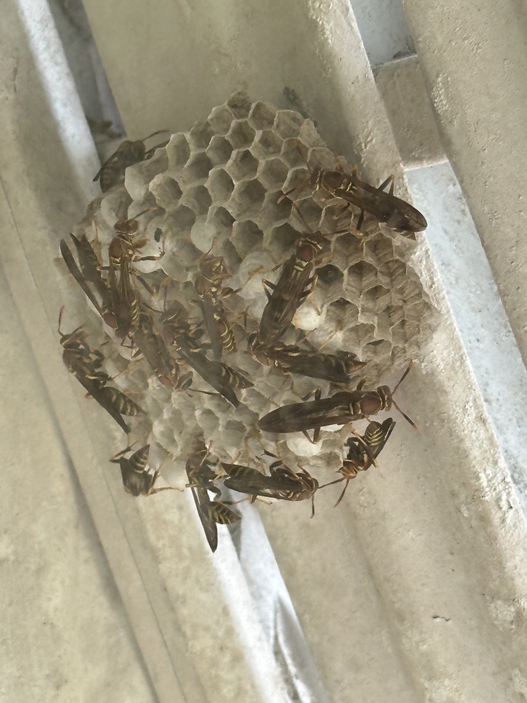 Paper Wasps from Mansfield Pkwy, Morehead City, NC, US on August 1 ...