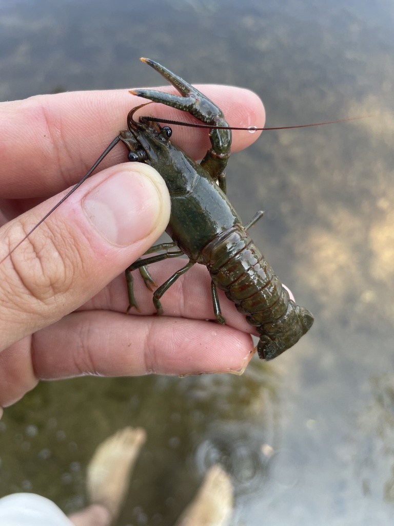Rusty Crayfish from MacDonalds Bay, Rideau Lakes, ON, CA on August 1 ...