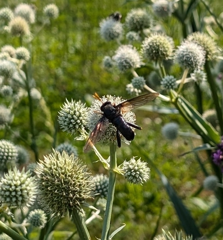 Golden-legged Mydas Fly from Medina County, US-OH, US on August 01 ...