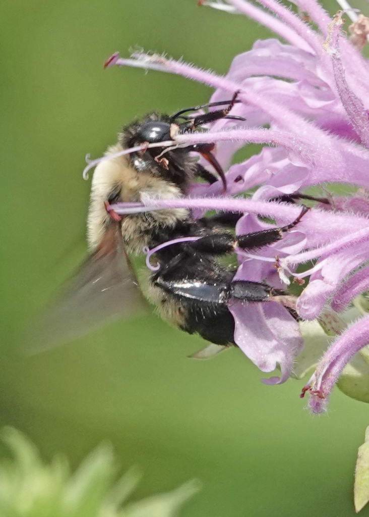 Brown-belted Bumble Bee from Cook County, IL, USA on July 30, 2024 at ...