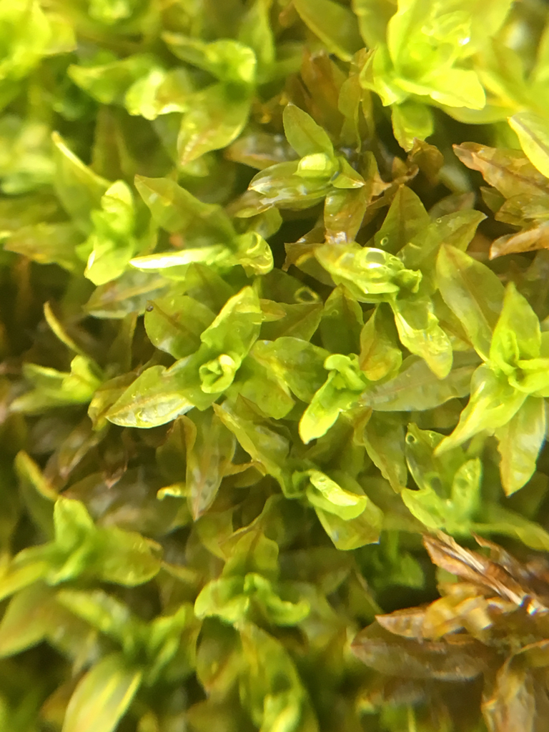 Hyophila Moss (Hyophila involuta) - Botanical Realm