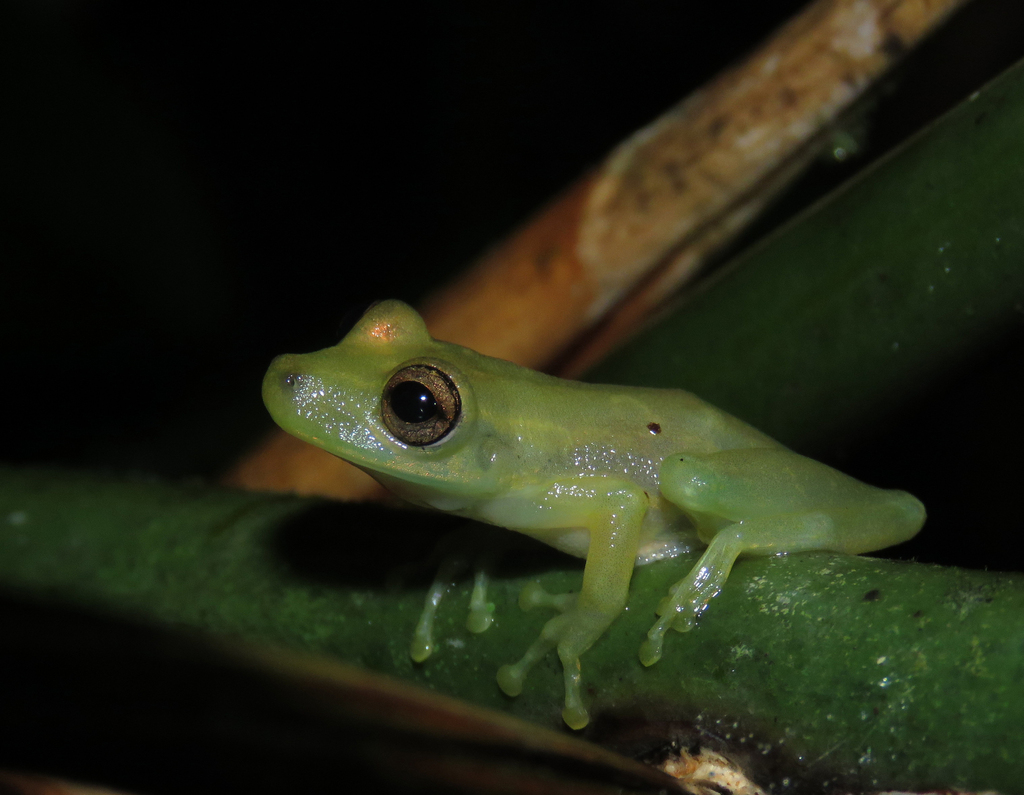 Snouted Tree Frogs from El Valle, Bahía Solano, Chocó, Colombia on ...