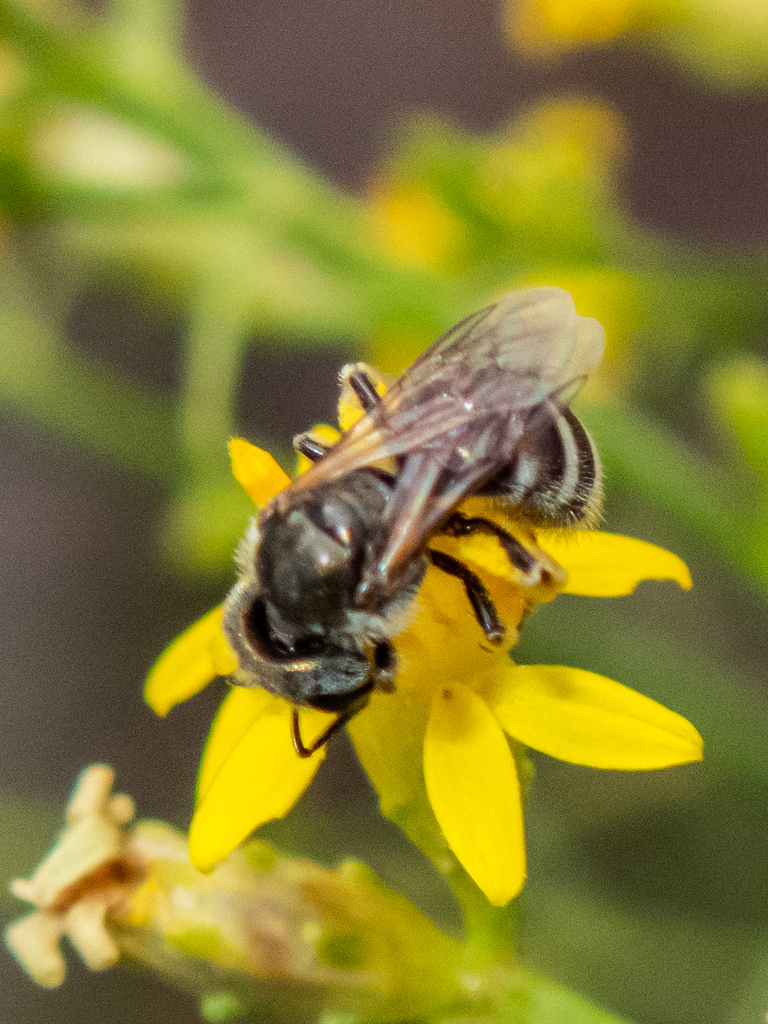 Tripartite Sweat Bee from Lake Murray, San Diego, CA, USA on August 1 ...