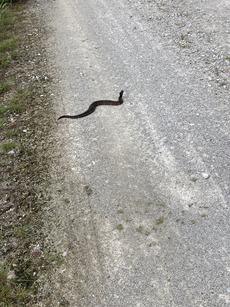 Northern Cottonmouth from New Johnsonville, TN, US on July 25, 2024 at ...