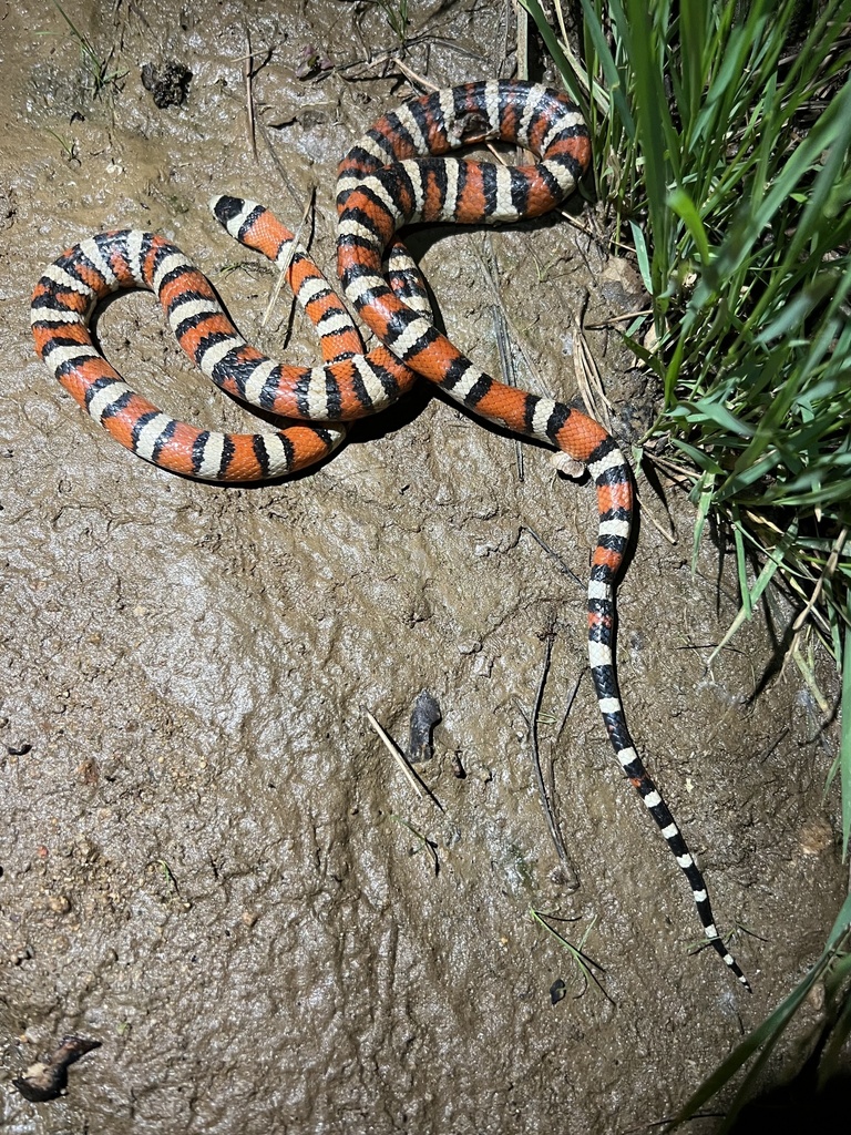 Arizona Mountain Kingsnake in August 2024 by Corey Lange. Really ...
