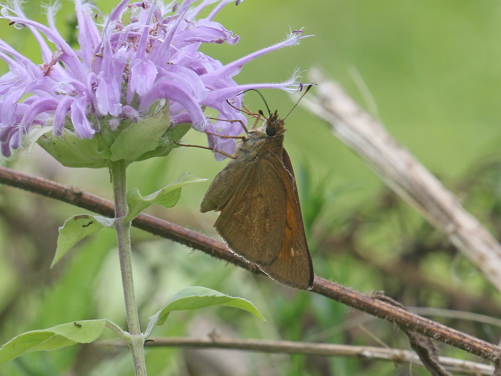 Broad-winged Skipper from Rye, NH, USA on August 1, 2024 at 02:57 PM by ...