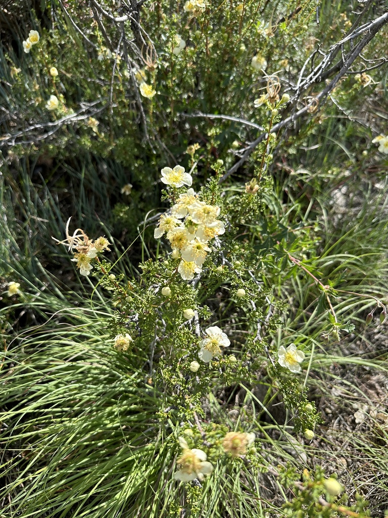 Stansbury's Cliffrose from Coronado National Forest, Tucson, AZ, US on ...
