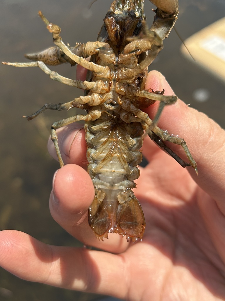 Virile Crayfish from Shawanaga Island, The Archipelago, ON, CA on July ...