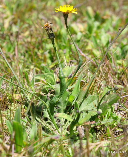 Genus Phanacis · iNaturalist