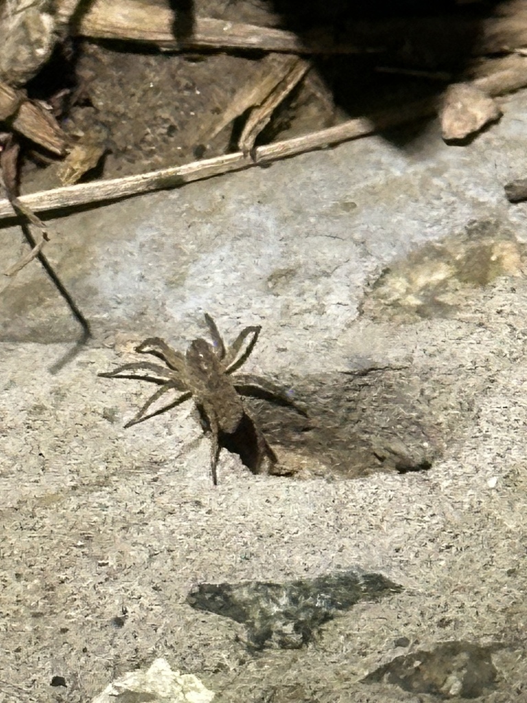 Rustic Wolf Spider from 鹿海园四里, 北京市, CN on August 1, 2024 at 08:11 PM by ...