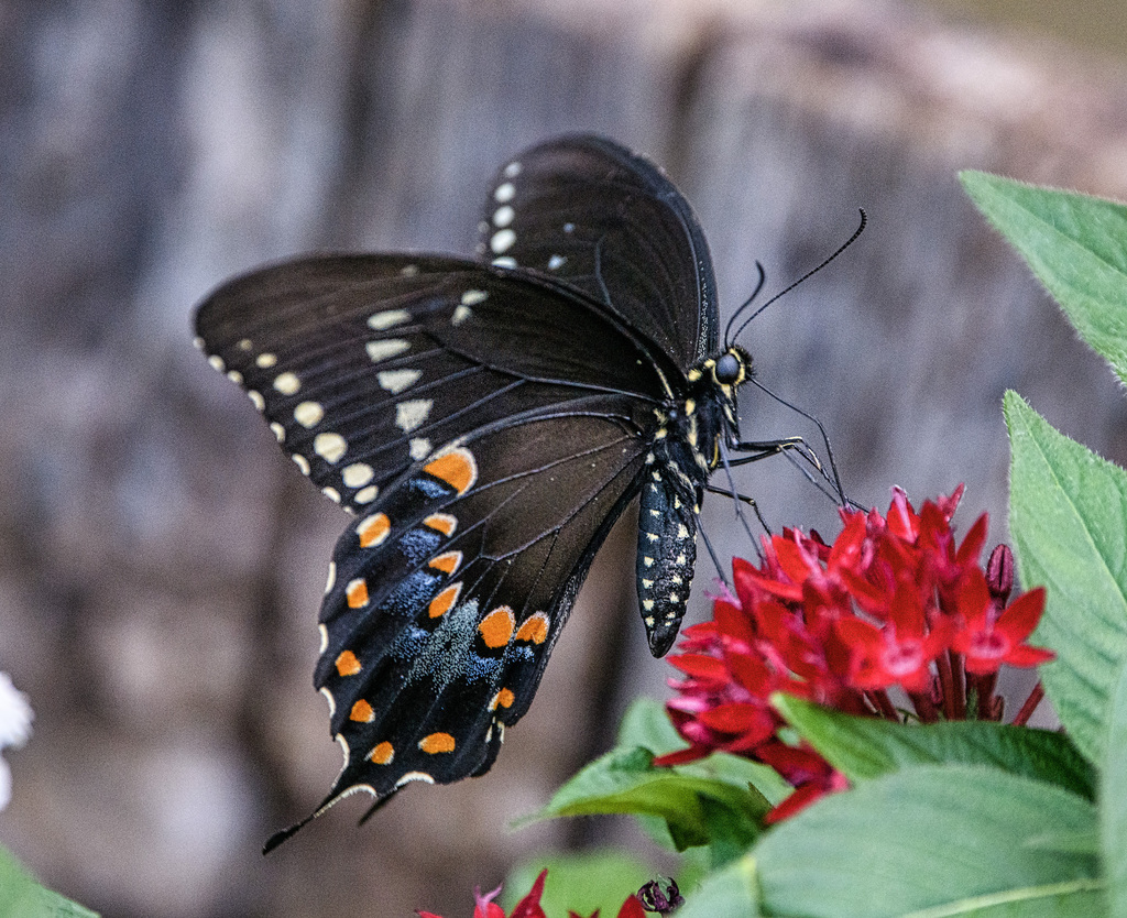 Spicebush Swallowtail from Bella Vista, AR, USA on August 1, 2024 at 06 ...