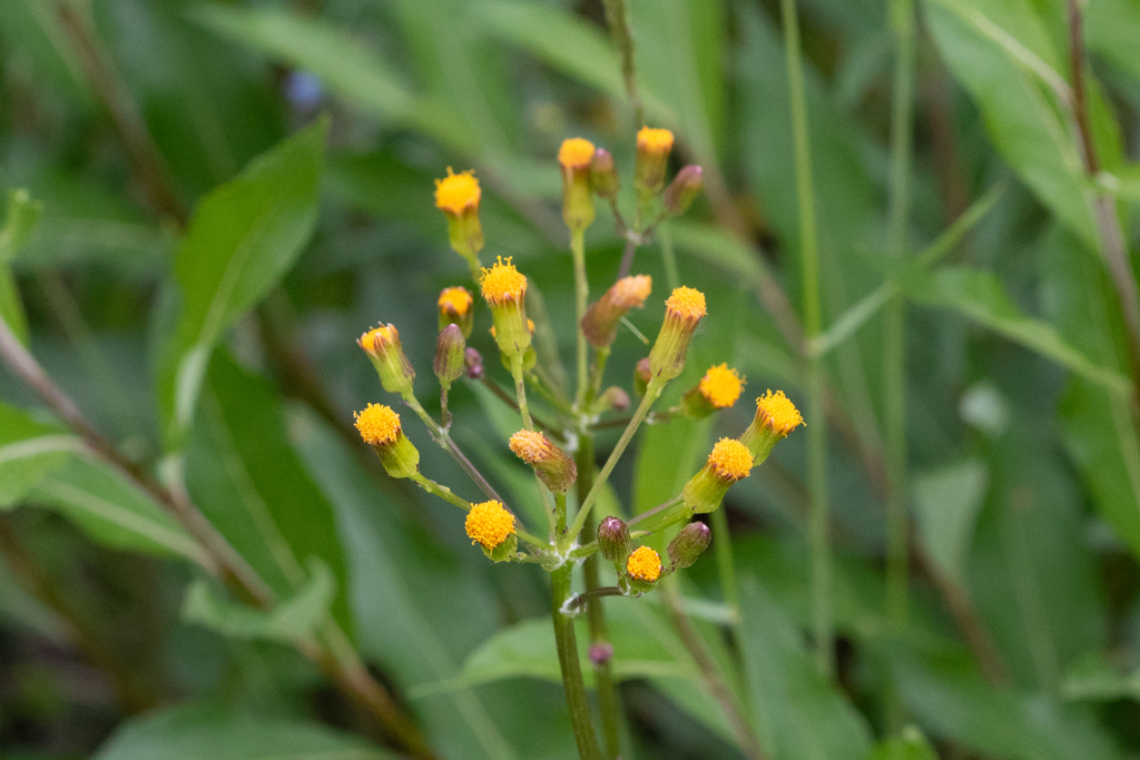 rayless mountain ragwort from Snag Junction, Yukon, Canada on July 10 ...
