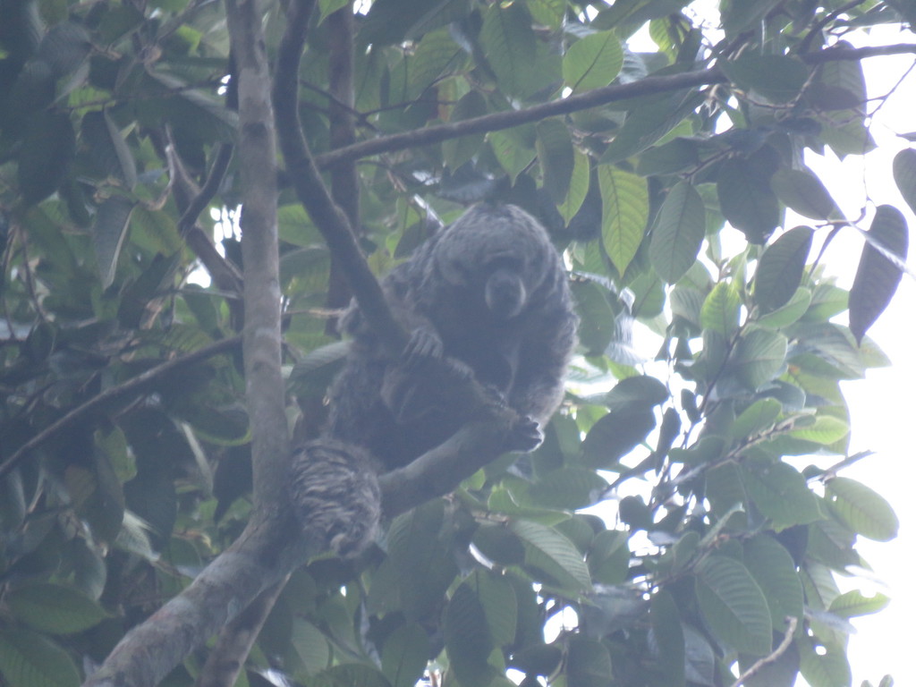 Mittermeier's Tapajós Saki (Pithecia mittermeieri) - Know Your Mammals