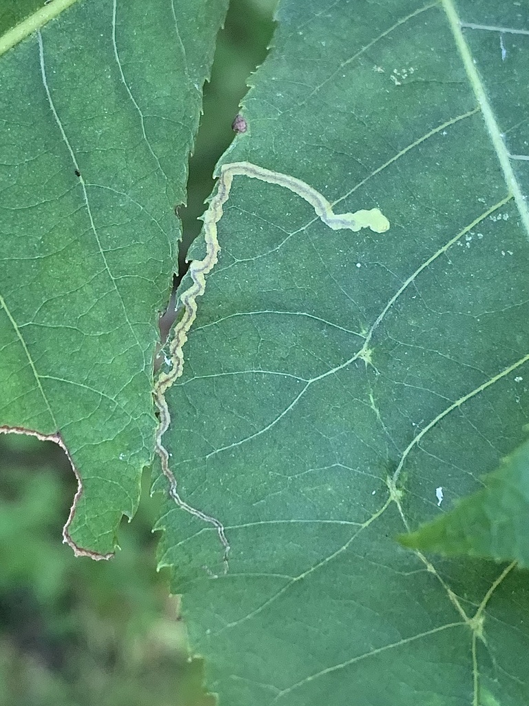 Stigmella caryaefoliella from Middlesex Fells Reservation, Medford, MA ...