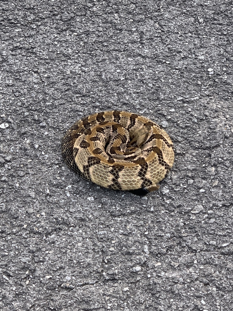 Timber Rattlesnake from Bledsoe Rd, Petersburg, TN, US on August 1 ...