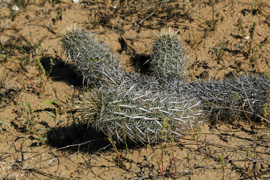 Creeping Devil in September 2023 by Tania Pérez Fiol · iNaturalist