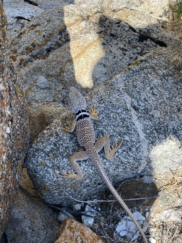 Desert Collared Lizard from Wendover, UT, US on August 1, 2024 at 12:46 ...