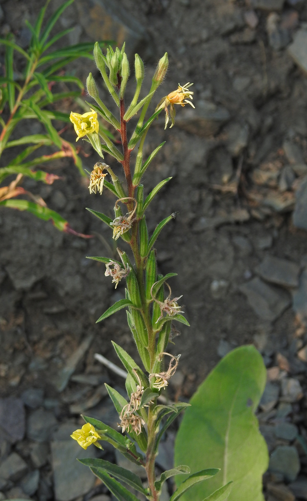 hairy evening primrose from Bannock County, ID, USA on July 23, 2024 at ...