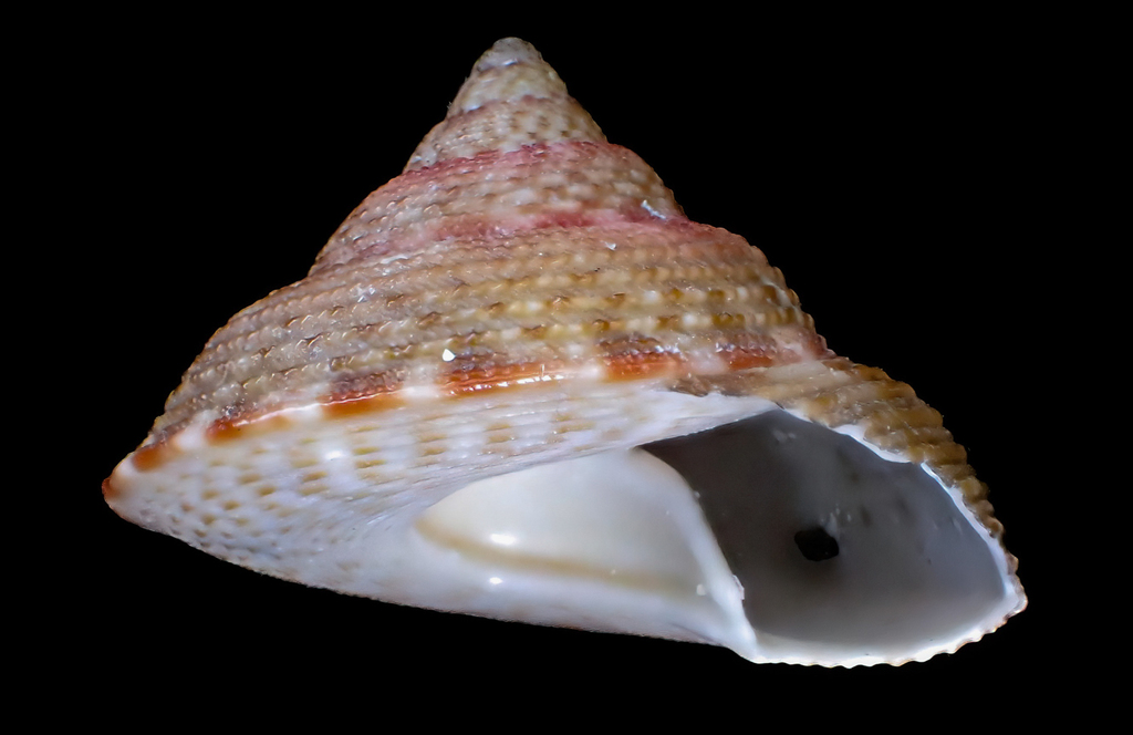 Clanculus brunneus from Fingal Bay NSW 2315, Australia on July 26, 2023 ...