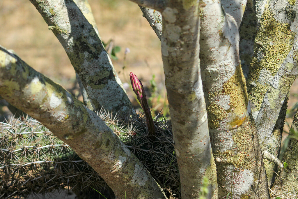 Creeping Devil in September 2023 by Tania Pérez Fiol · iNaturalist