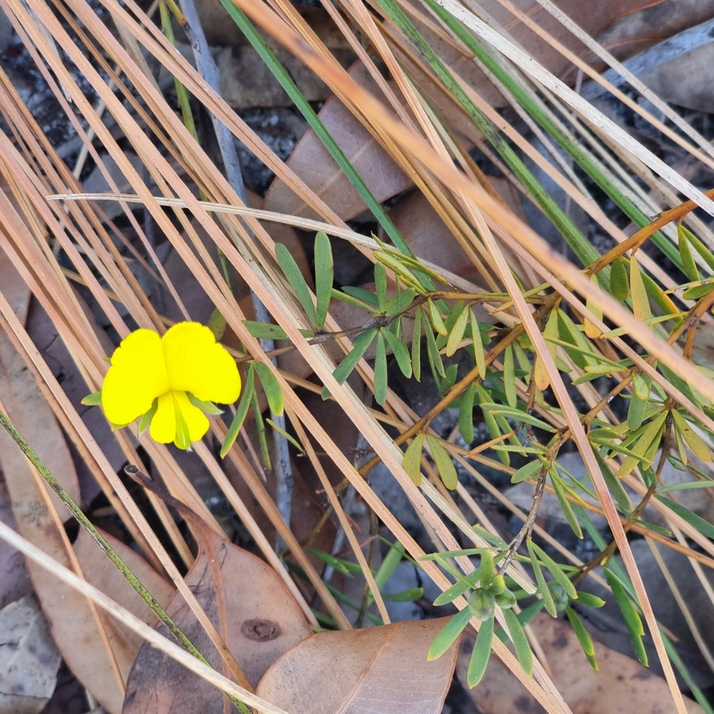 Golden Glory Pea from Cooloola QLD 4580, Australia on August 2, 2024 at ...