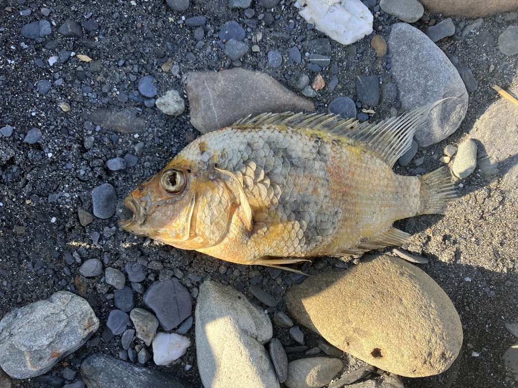 Midas Cichlid from 臺灣島, 水里鄉, NAN, TW on August 02, 2024 at 07:25 AM by ...