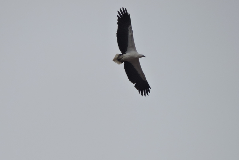 White-bellied Sea-Eagle from Bangkok, Thailand on December 31, 2013 at ...