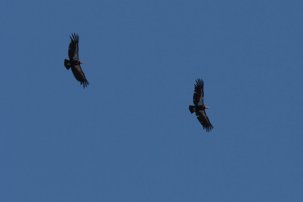 California Condor from X99G+H8 Santa Cruz, B.C., Mexico on May 17, 2019 ...