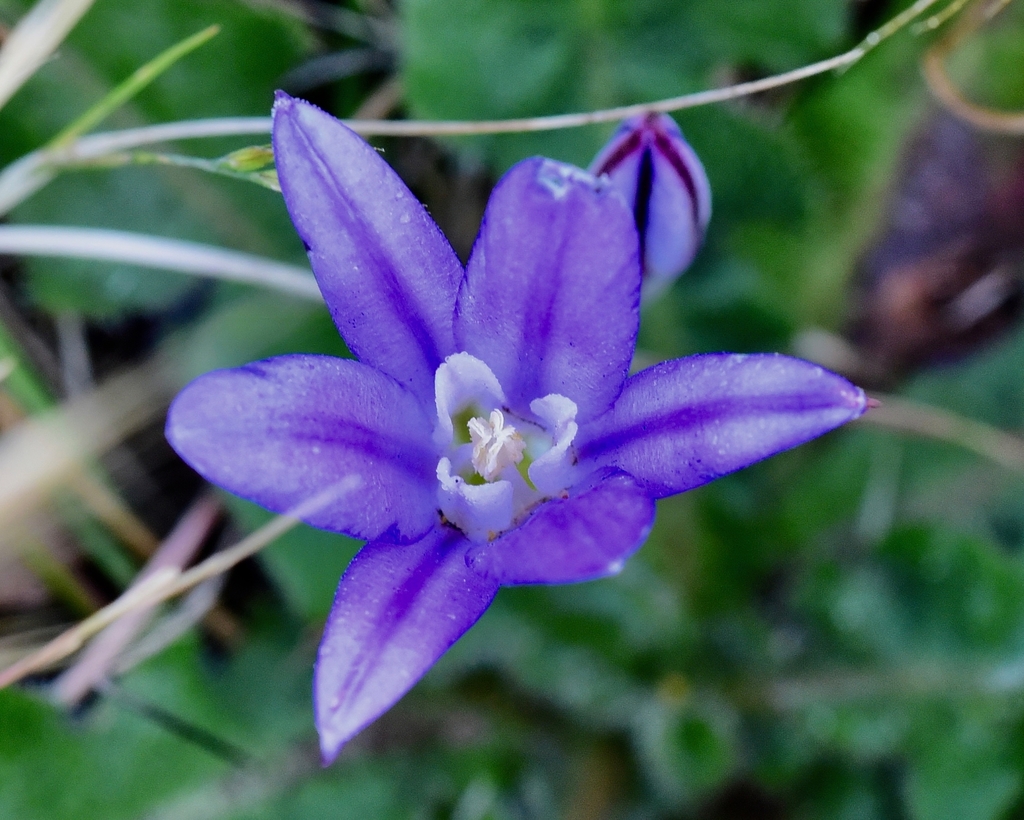 crown brodiaea from Oak Bay, BC, Canada on June 9, 2019 at 06:37 AM by ...