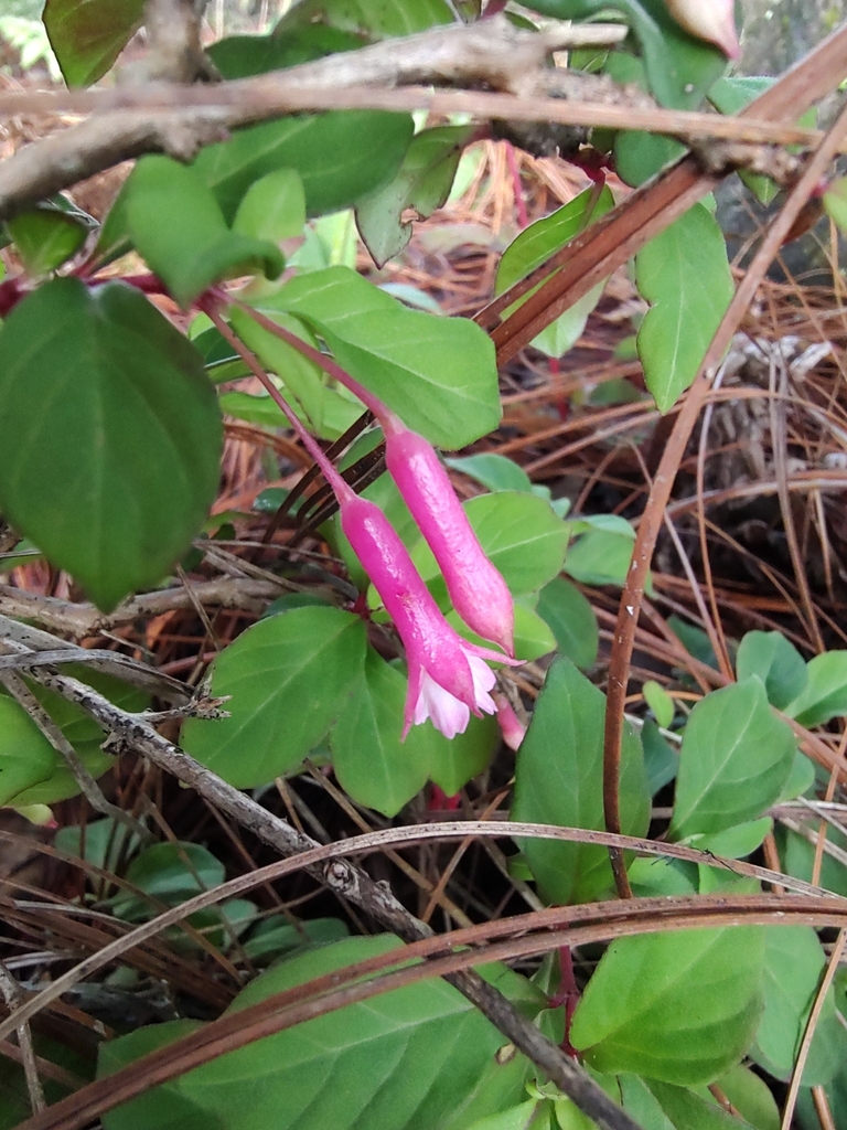 Small leaf fuchsia from 70850 Oax., México on July 30, 2024 at 08:01 AM ...