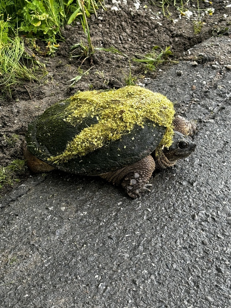 Common Snapping Turtle from Hilliard St, Selwyn, ON, CA on June 7, 2024 ...