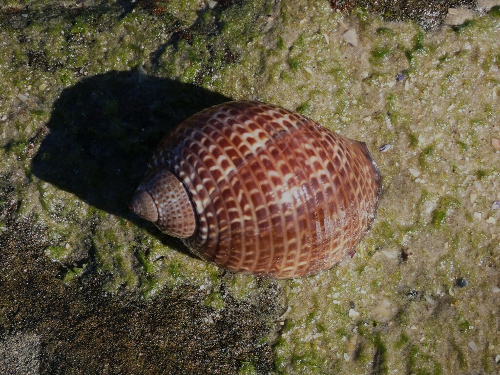 Partridge Tun Snail from Woody Head NSW 2466, Australia on July 29 ...