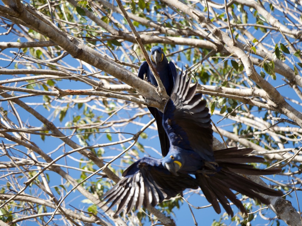Hyacinth Macaw in July 2024 by John Sullivan · iNaturalist