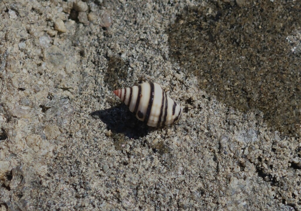 Engina lineata from Woody Head NSW 2466, Australia on July 29, 2024 at ...