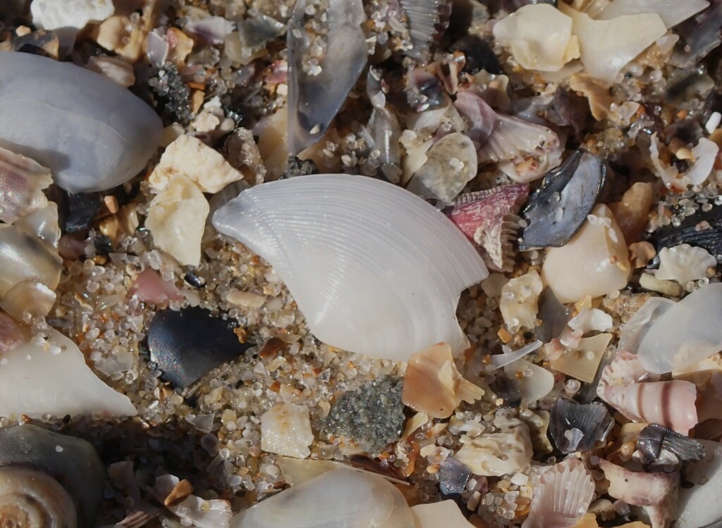 Nut Clams from Woody Head NSW 2466, Australia on July 29, 2024 at 10:46 ...