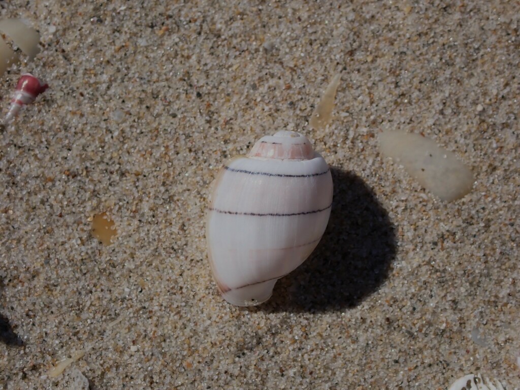 Pink Bubble Snail from Woody Head NSW 2466, Australia on July 29, 2024 ...