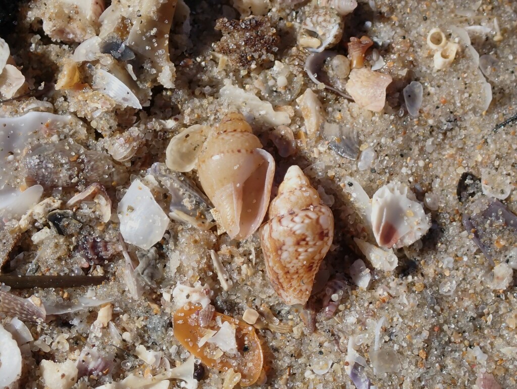 Dotted Dove Shell from Woody Head NSW 2466, Australia on July 29, 2024 ...