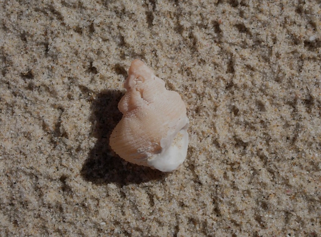 Mipus arbutum from Woody Head NSW 2466, Australia on July 29, 2024 at ...