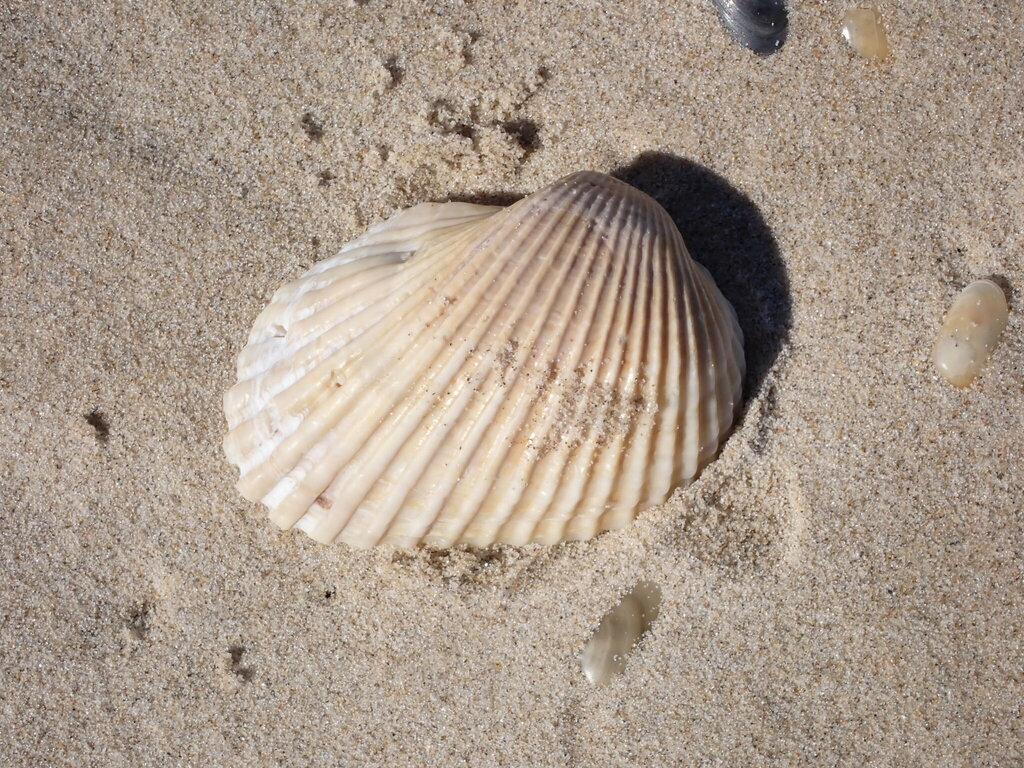 Sydney Cockle from Iluka NSW 2466, Australia on July 29, 2024 at 11:28 ...