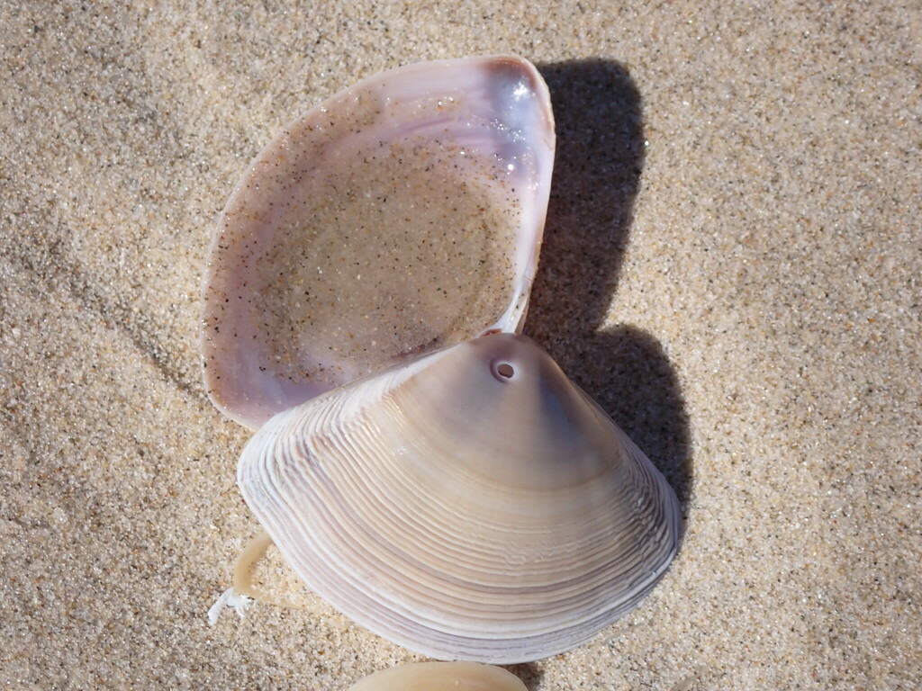 Reddish Trough Shell from Iluka NSW 2466, Australia on July 29, 2024 at ...